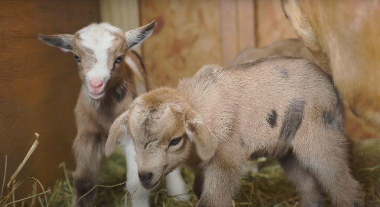 Meet the Newest Additions to My Mini Farm: Baby Goats Galore! – Katie ...