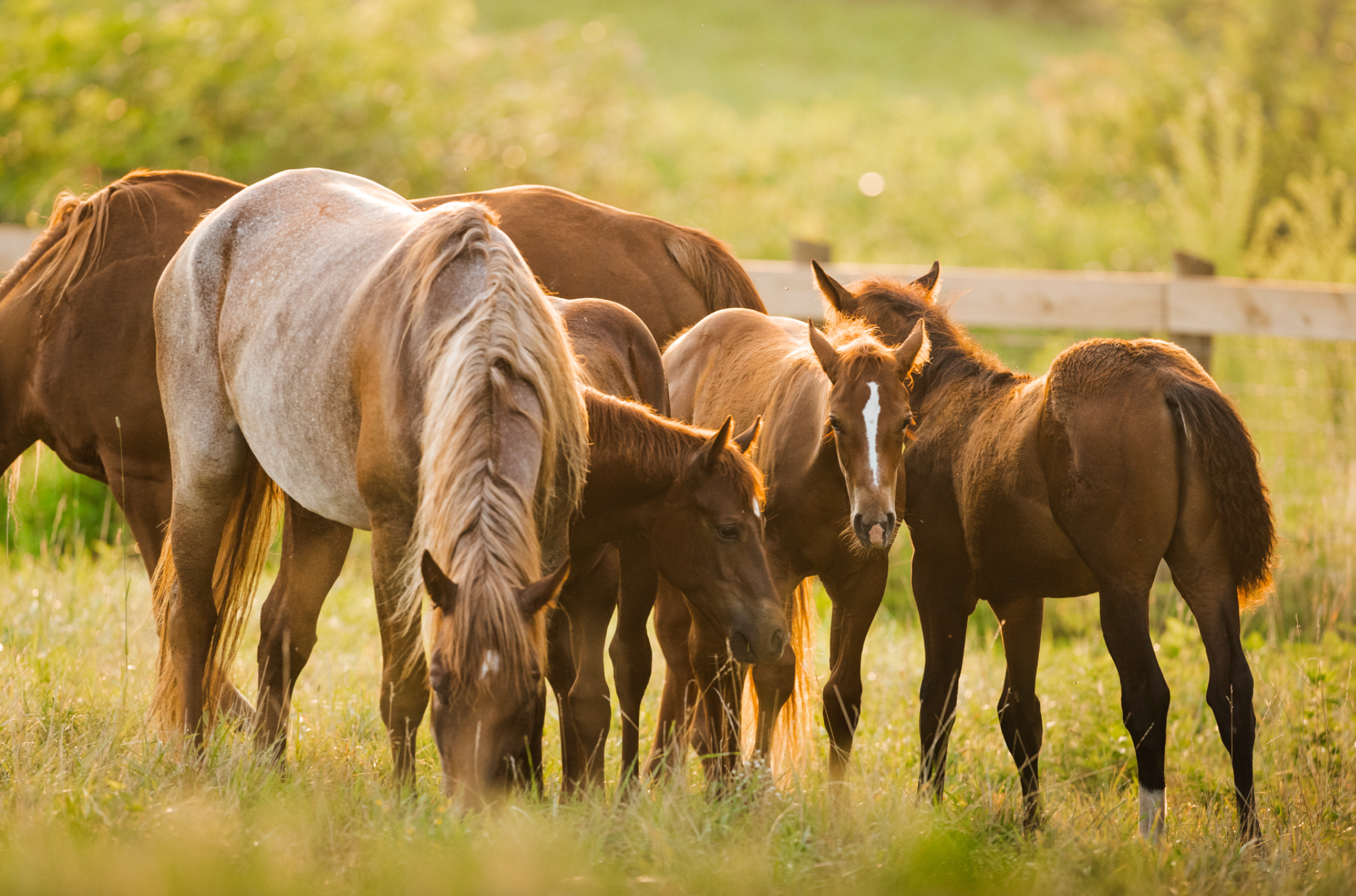 Horse Terminology: Walk, Trot, Jog, Lope, and Canter Explained – Katie ...