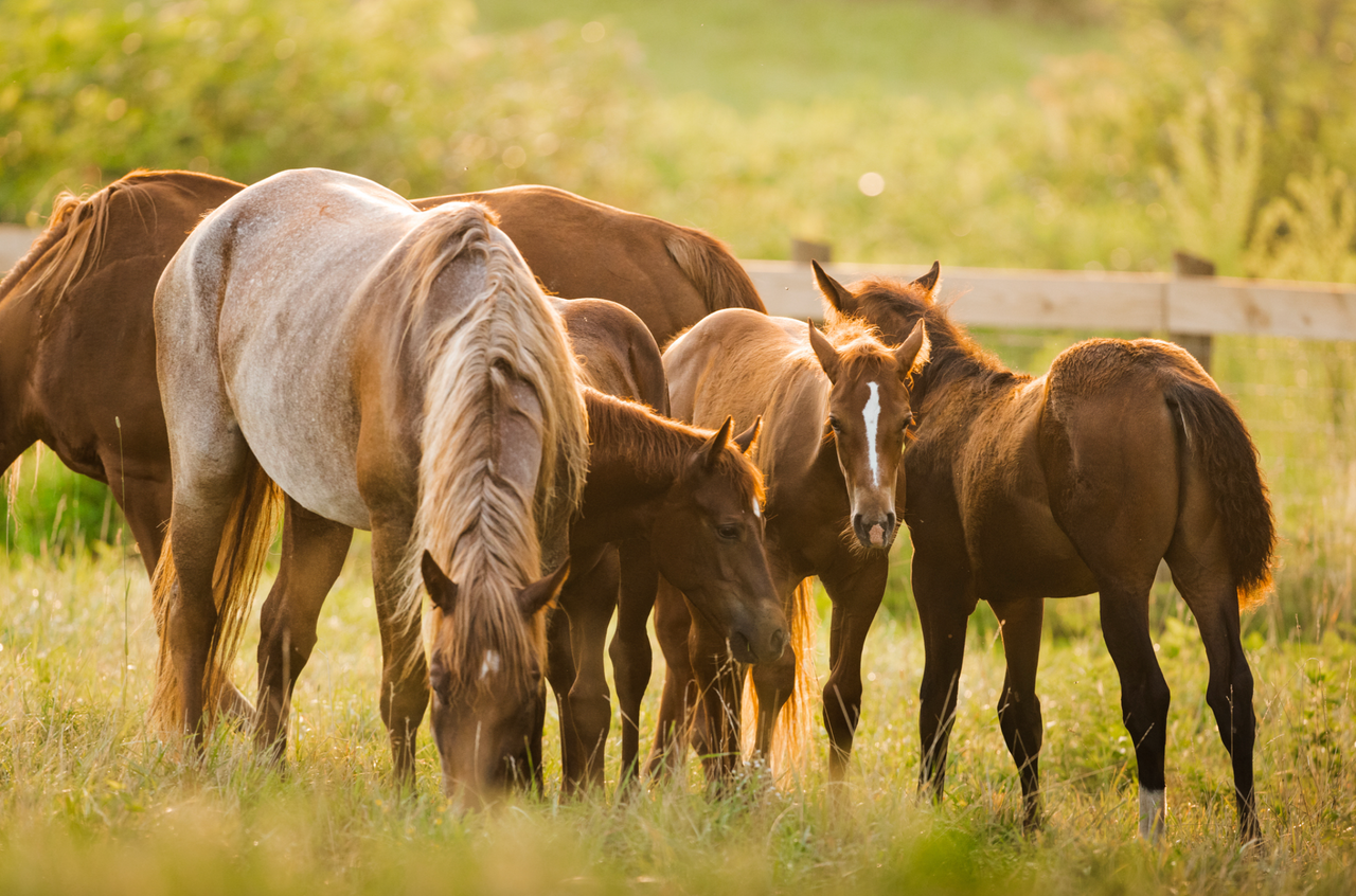 Horse Terminology: Walk, Trot, Jog, Lope, and Canter Explained – Katie ...