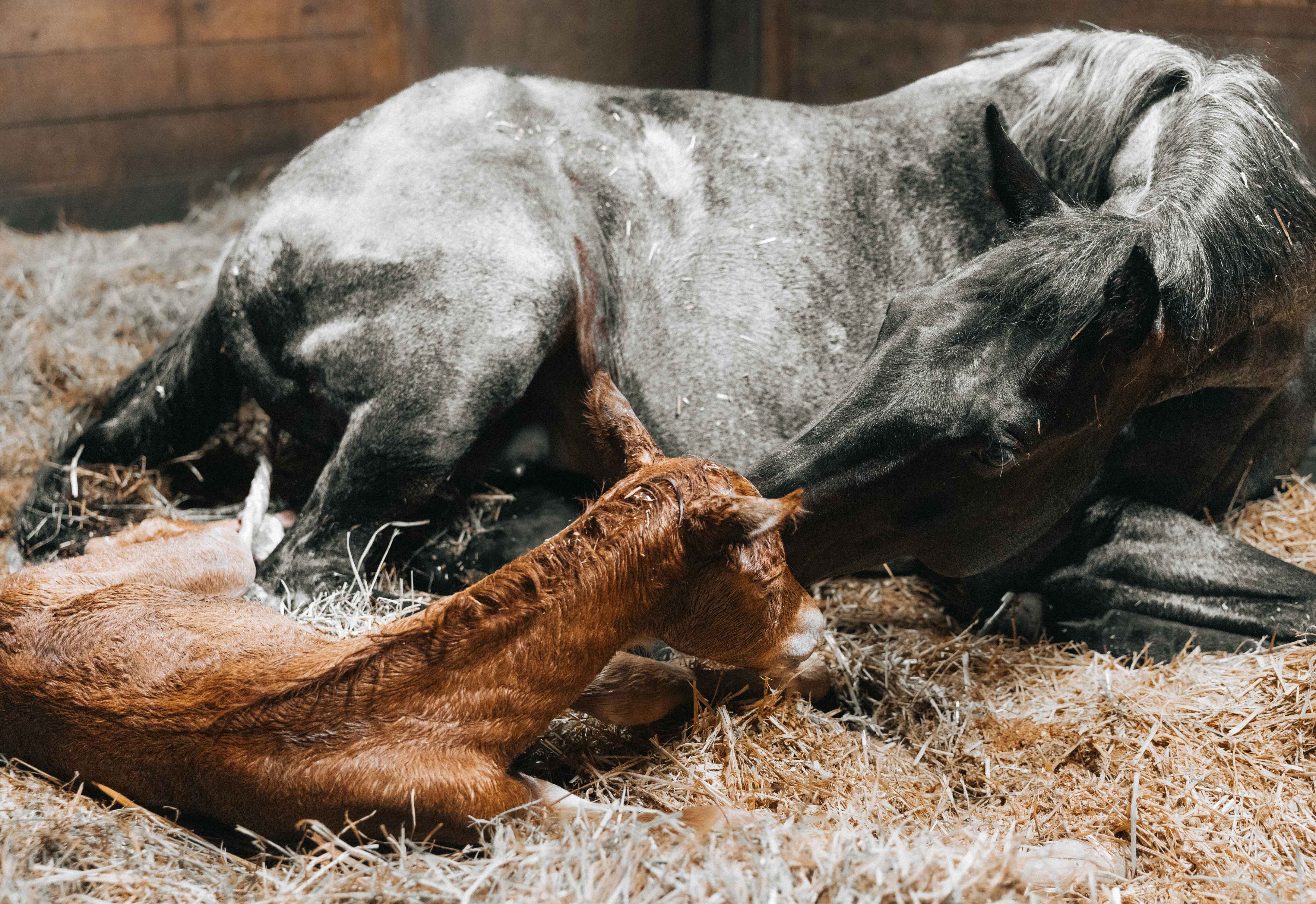 The Essentials For Foaling Season – Katie Van Slyke
