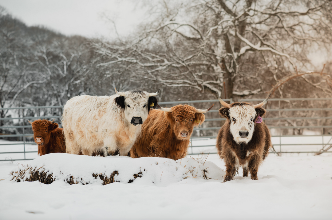 The Ultimate Guide to Mini Cows for Your Mini Farm or Homestead – Katie ...