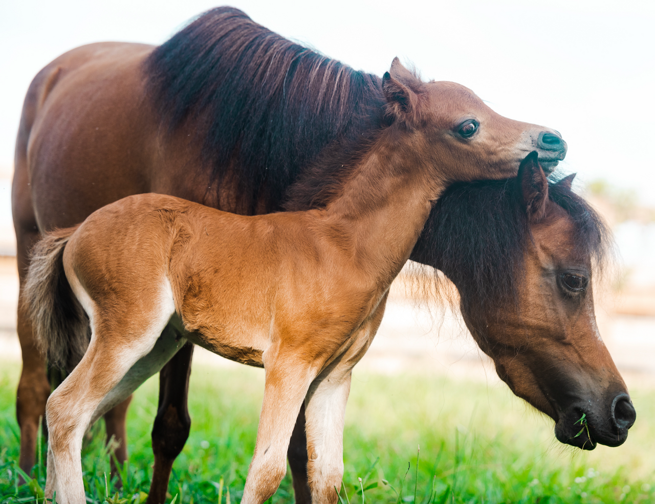 Mini Horse Breeding Season Preview – Katie Van Slyke