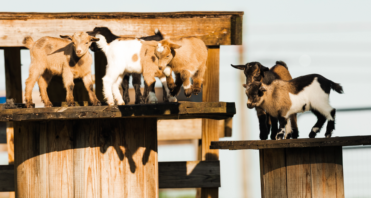 7 Things Your Goats Will Love to Play With – Katie Van Slyke