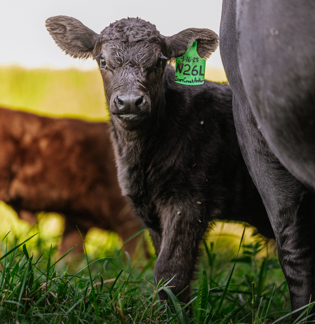 10 Basic Cow Terms Every Beginner Should Know – Katie Van Slyke