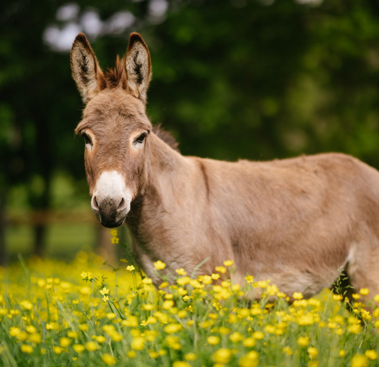 7 Things a Donkey Will Not Tolerate (They're Real Asses) – Katie Van Slyke