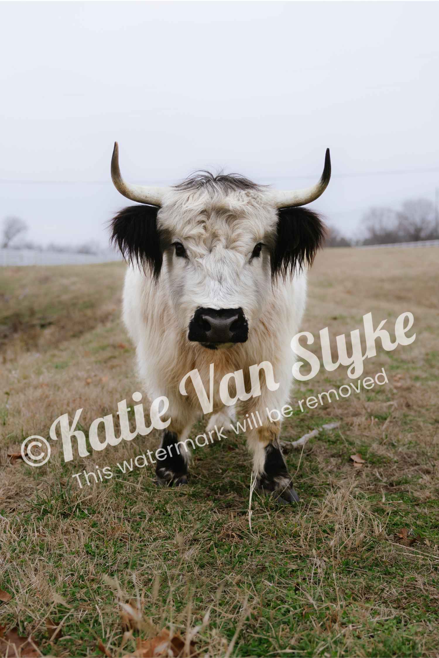 Miss Poppy Digital Download by Katie Van Slyke®